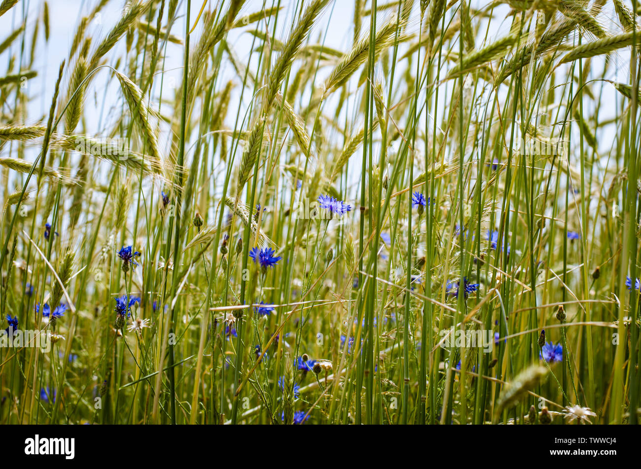 blue corn-flower in green wheat field Stock Photo - Alamy