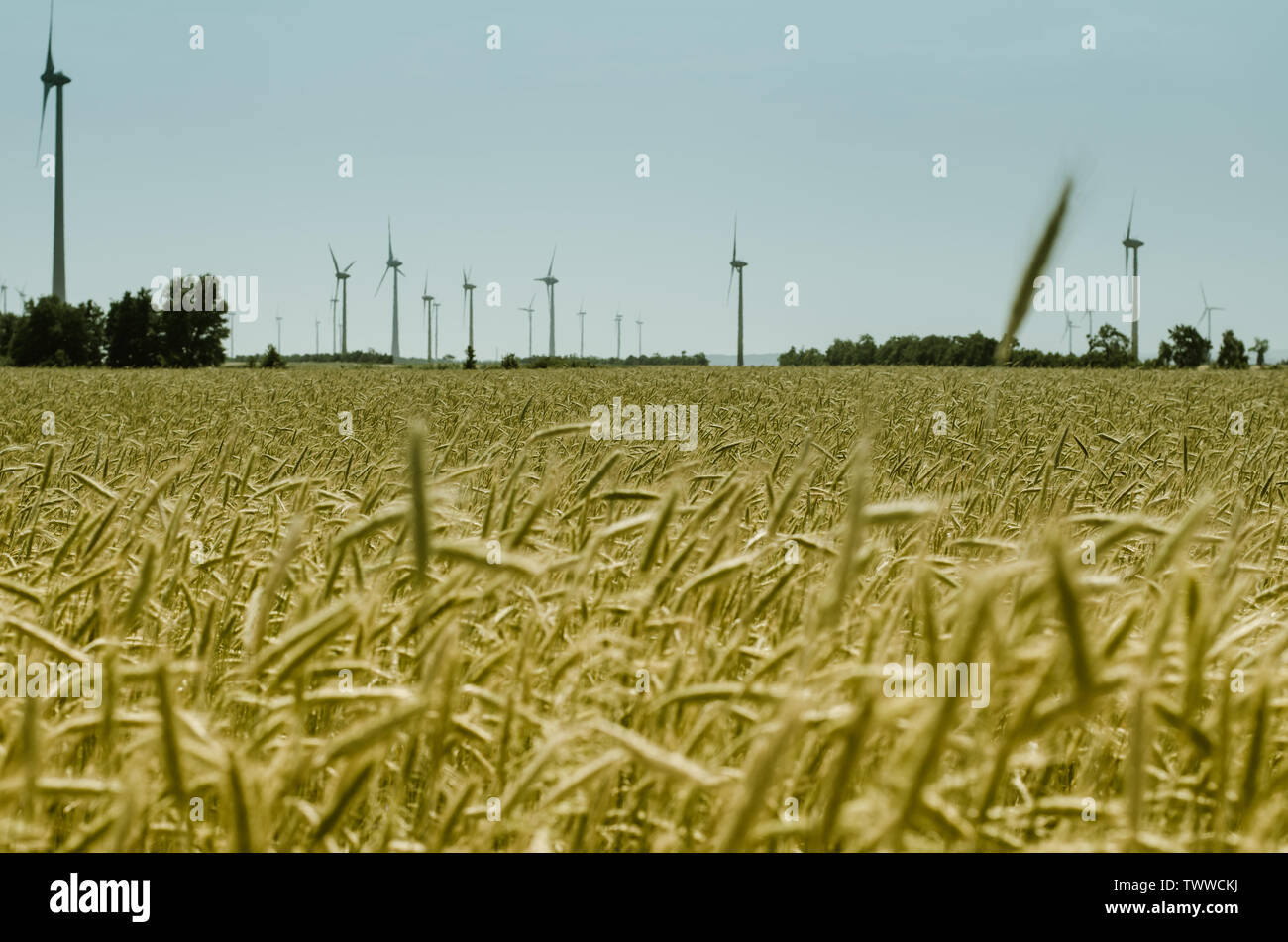 spring wheat field with wind-power plants Stock Photo - Alamy