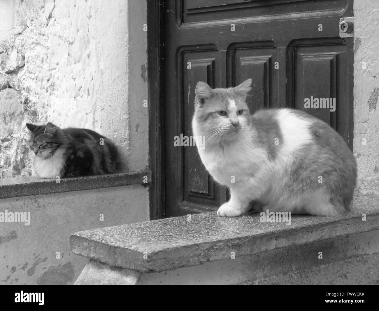 Urban street cats sitting on a porch in a street in Italy Stock Photo ...