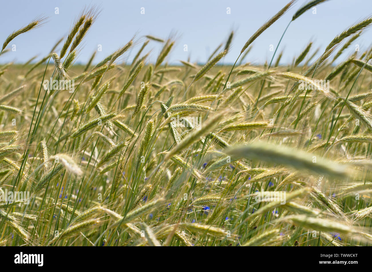 Spring wheat hi-res stock photography and images - Alamy