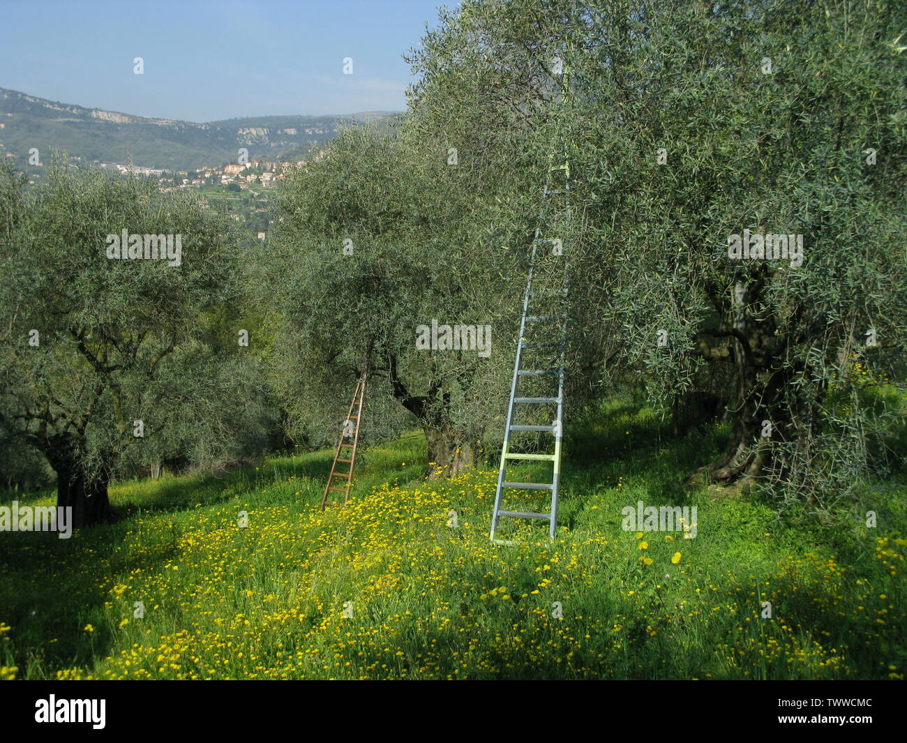 Olive trees and wild flowers in a beautiful olive orchard in the Loup ...