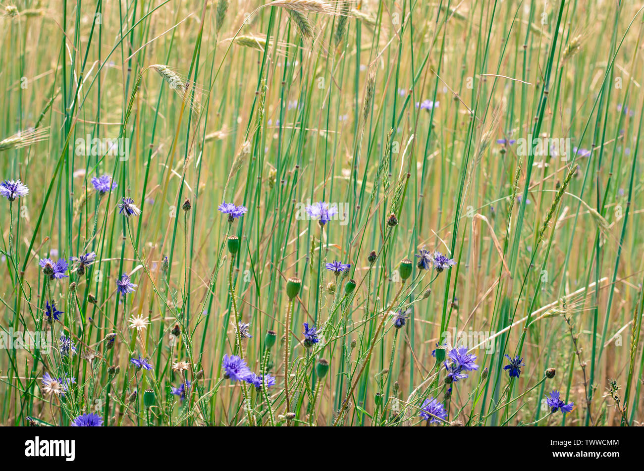 With corn flower hi-res stock photography and images - Alamy