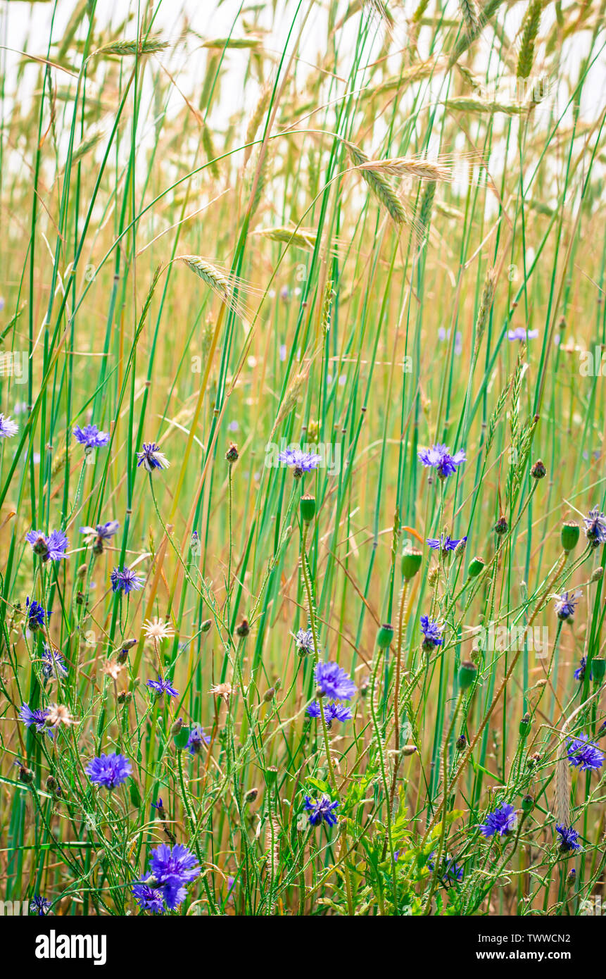 Corn flower hi-res stock photography and images - Alamy