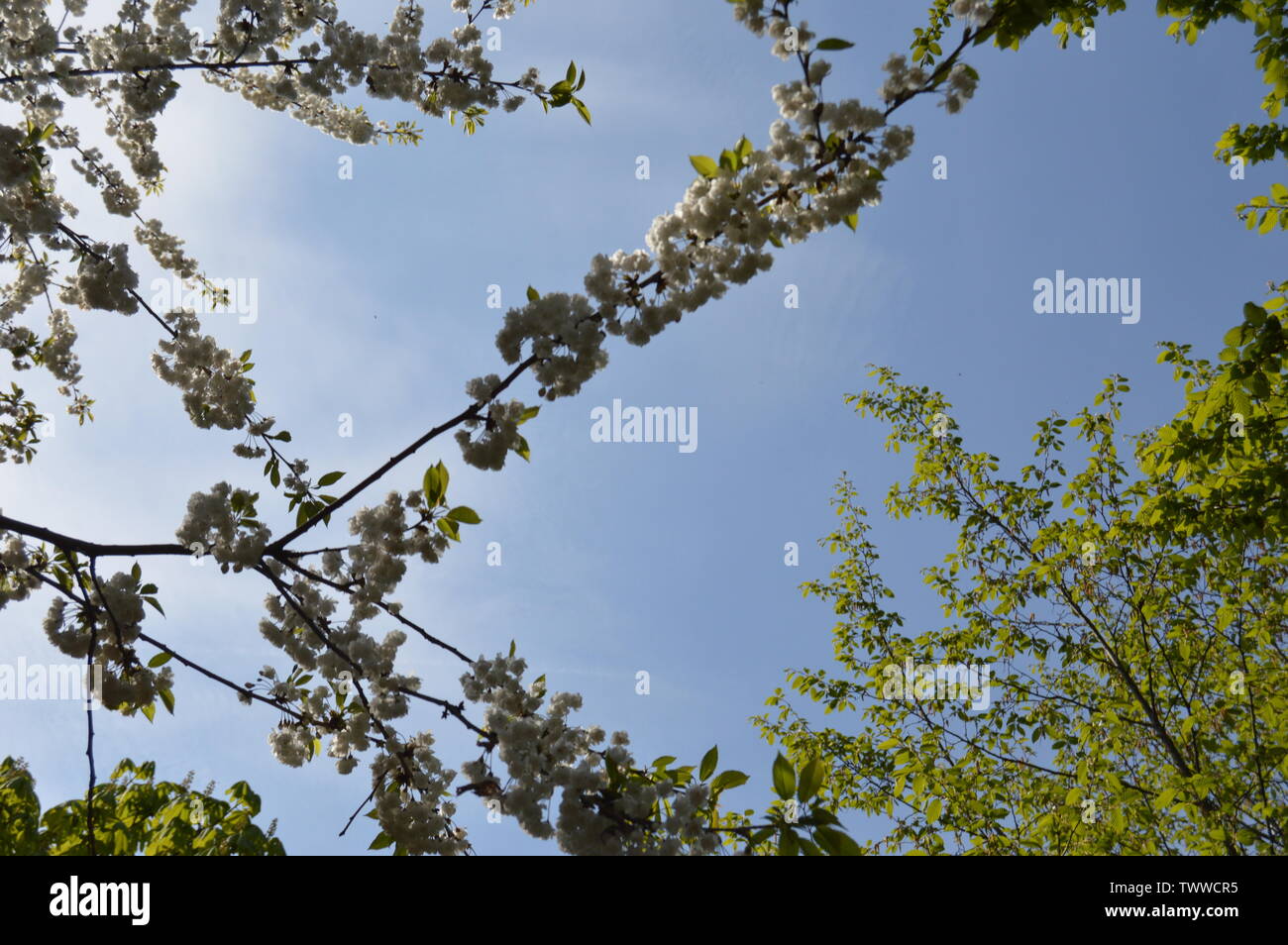 Overgrown wasteland hi-res stock photography and images - Alamy