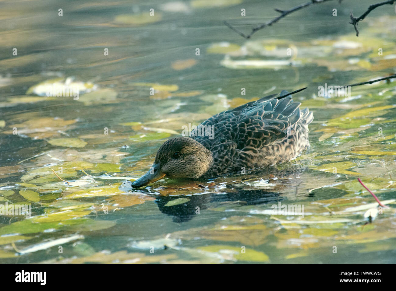 Ducks on lake among fallen hi-res stock photography and images - Alamy
