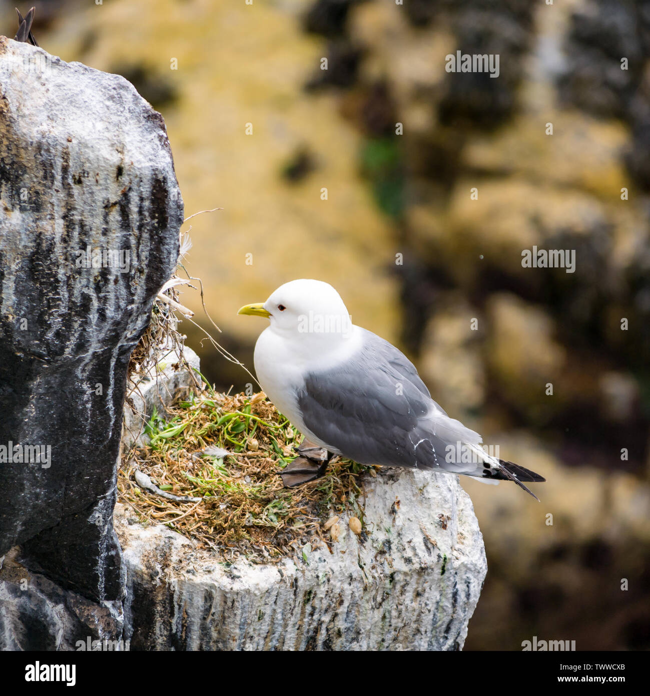 British Seabirds High Resolution Stock Photography and Images - Alamy