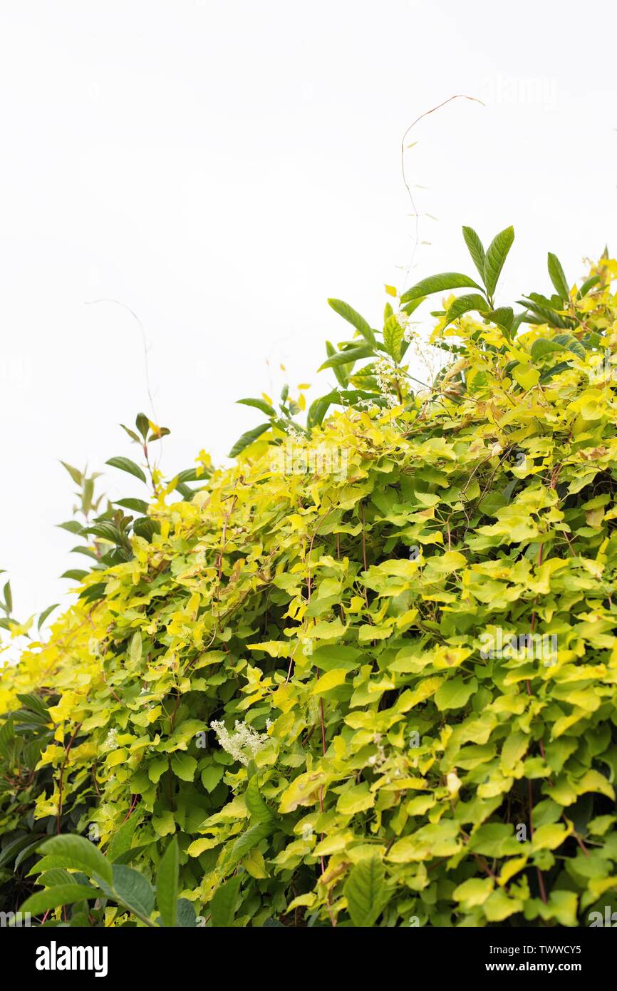 Fallopia baldschuanica 'Lemon Lace' plant Stock Photo - Alamy