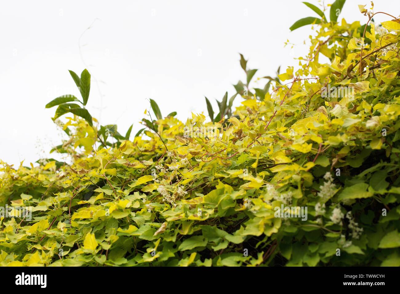 Fallopia baldschuanica 'Lemon Lace' plant Stock Photo - Alamy