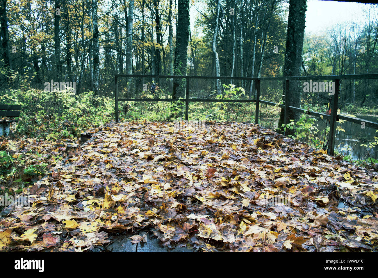 Abandoned old Park with a pond, deck, streams, ancient trees, garden ...