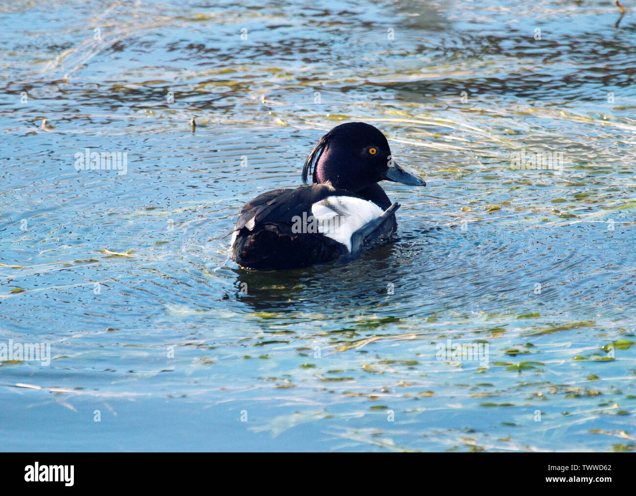 Tufted duck feeding among the seaweed (pondweed), then prink - clean ...