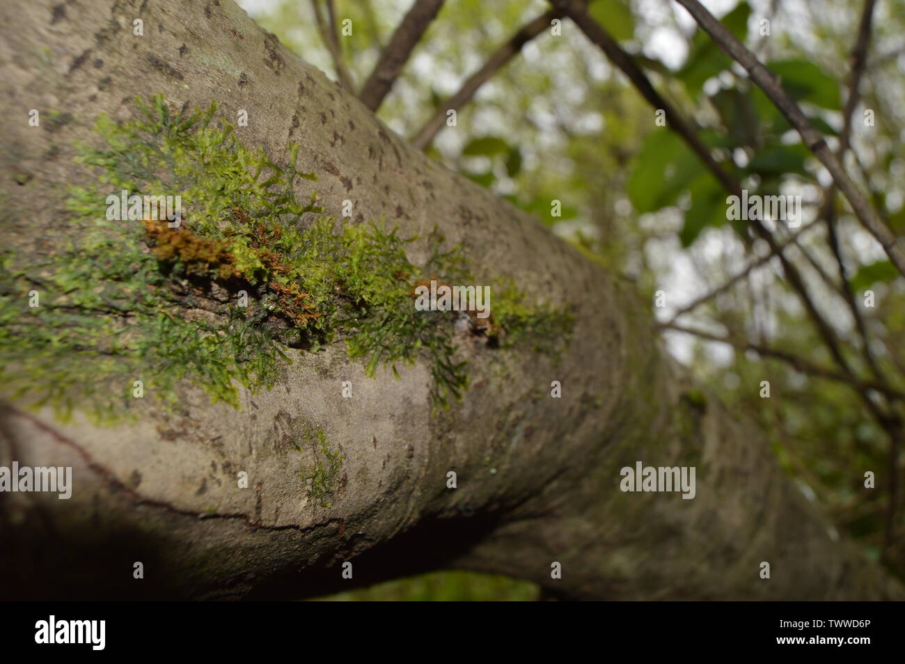 Solid Tree High Resolution Stock Photography and Images - Alamy
