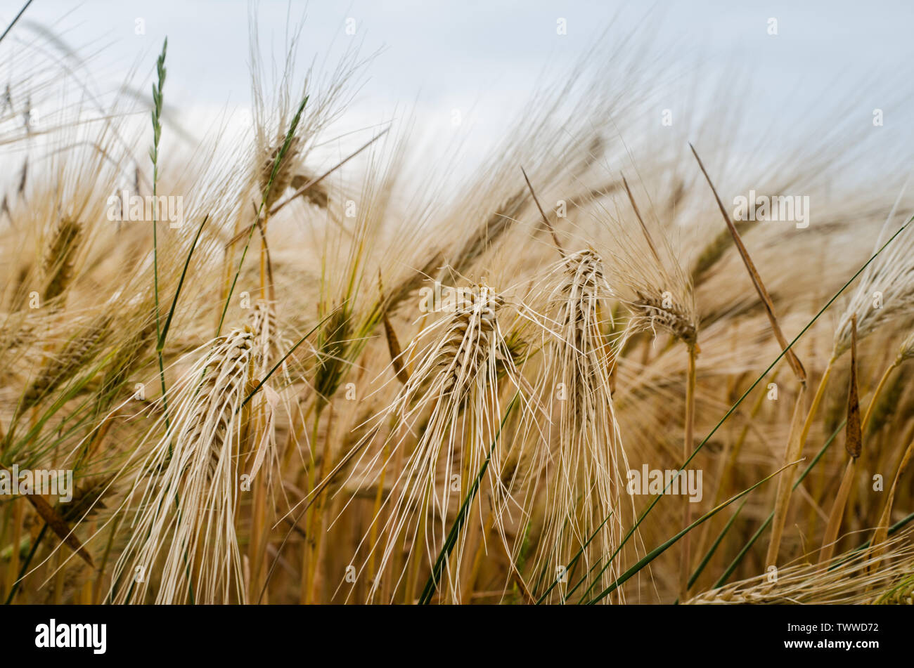 golden spring summer wheat field Stock Photo - Alamy