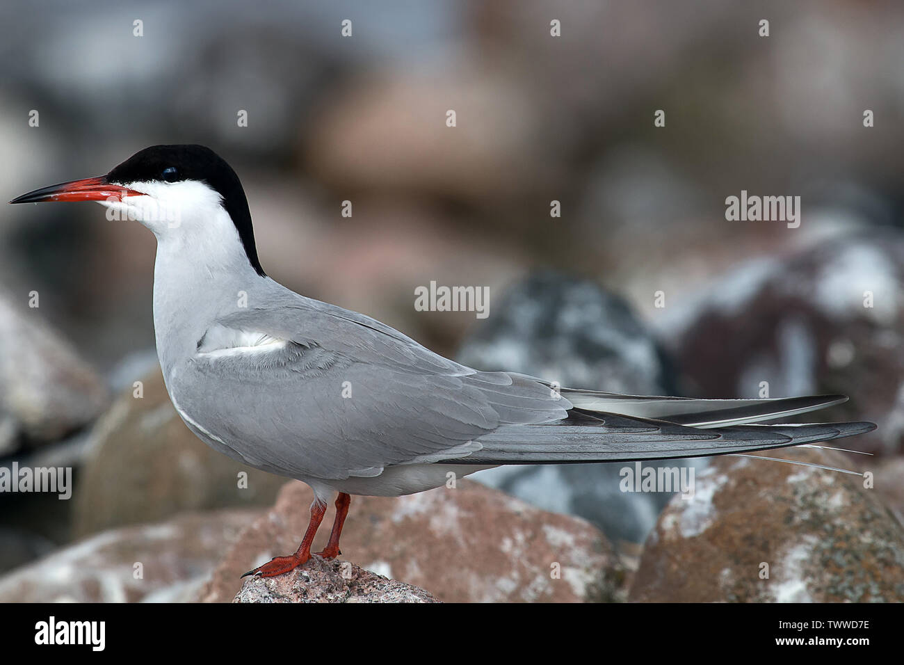 Adult common tern (Sterna hirundo), life-size portrait in nesting ...