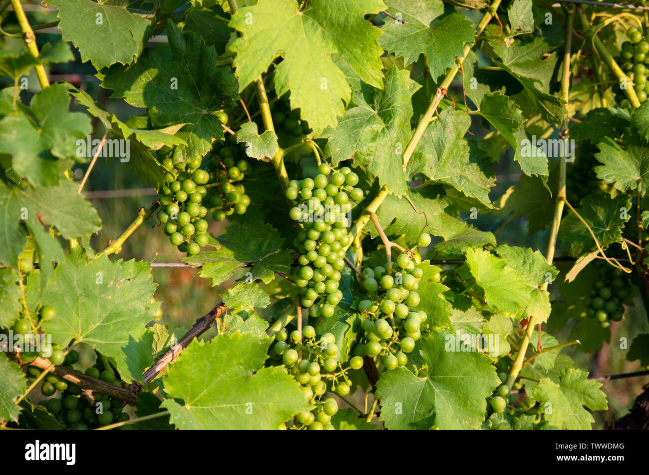 Beautiful green grapes in hi-res stock photography and images - Alamy