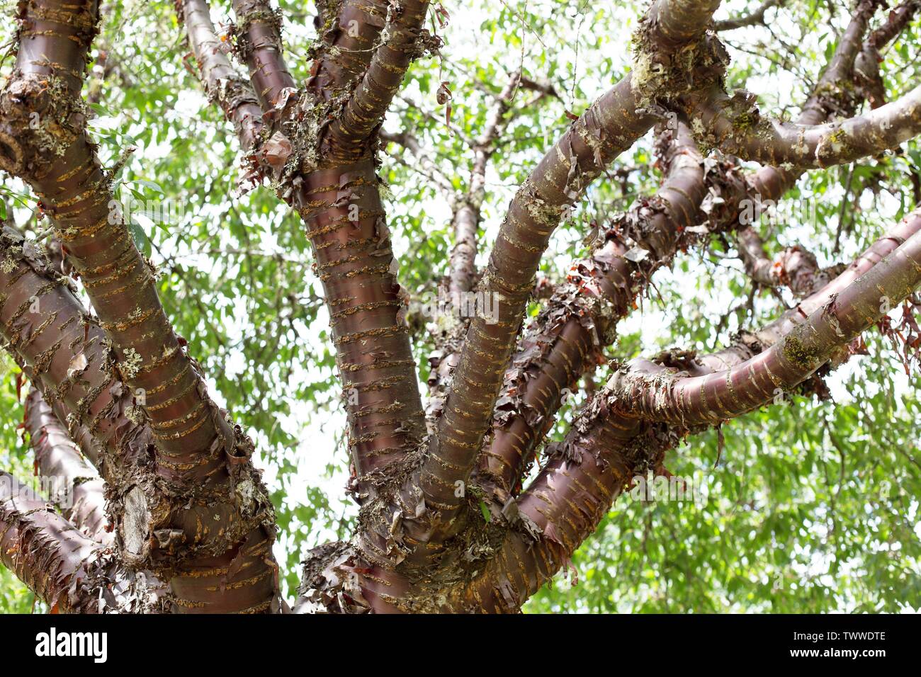 Tibetan Cherry Tree High Resolution Stock Photography and Images - Alamy