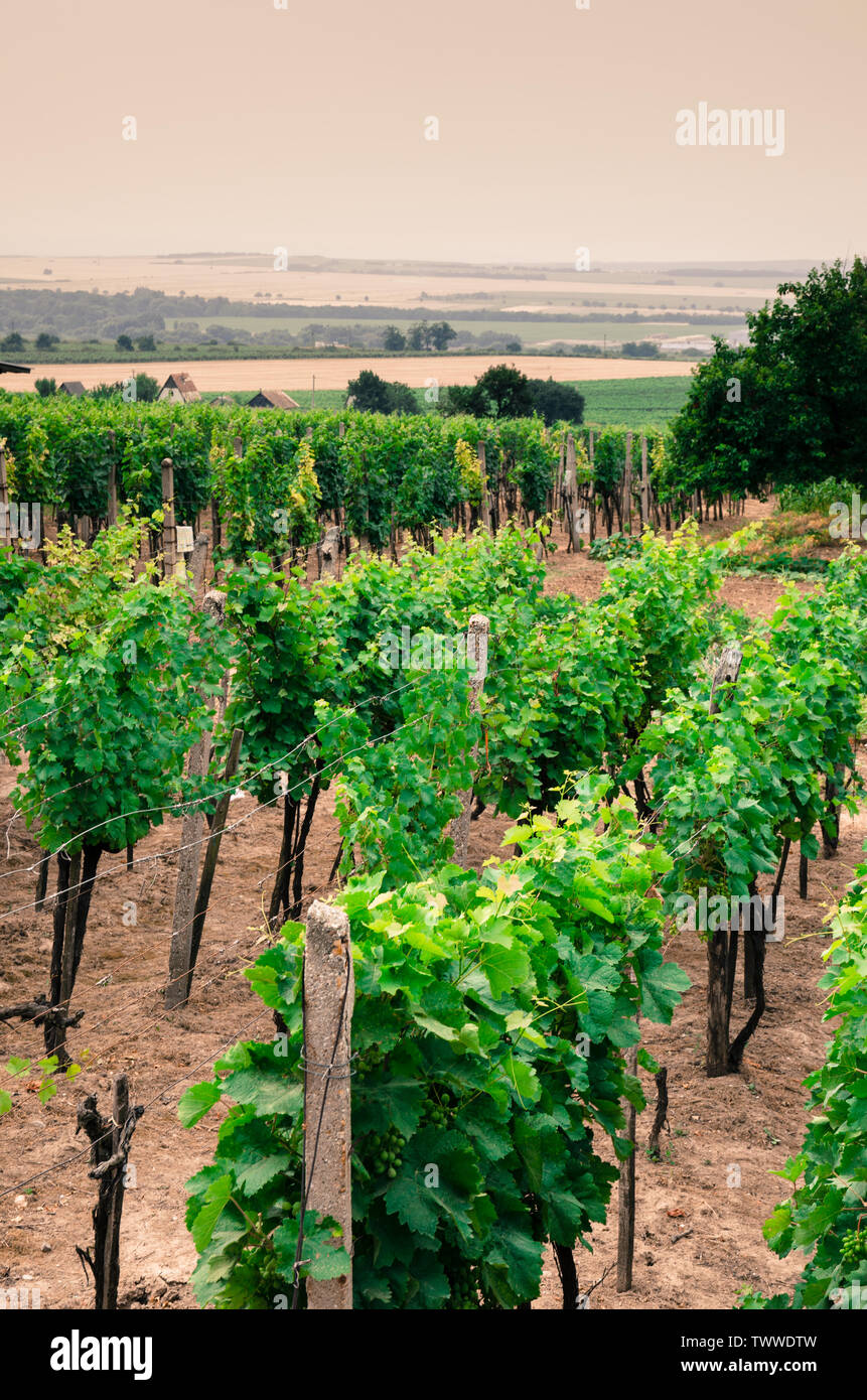 Beautiful green color image hi-res stock photography and images - Alamy