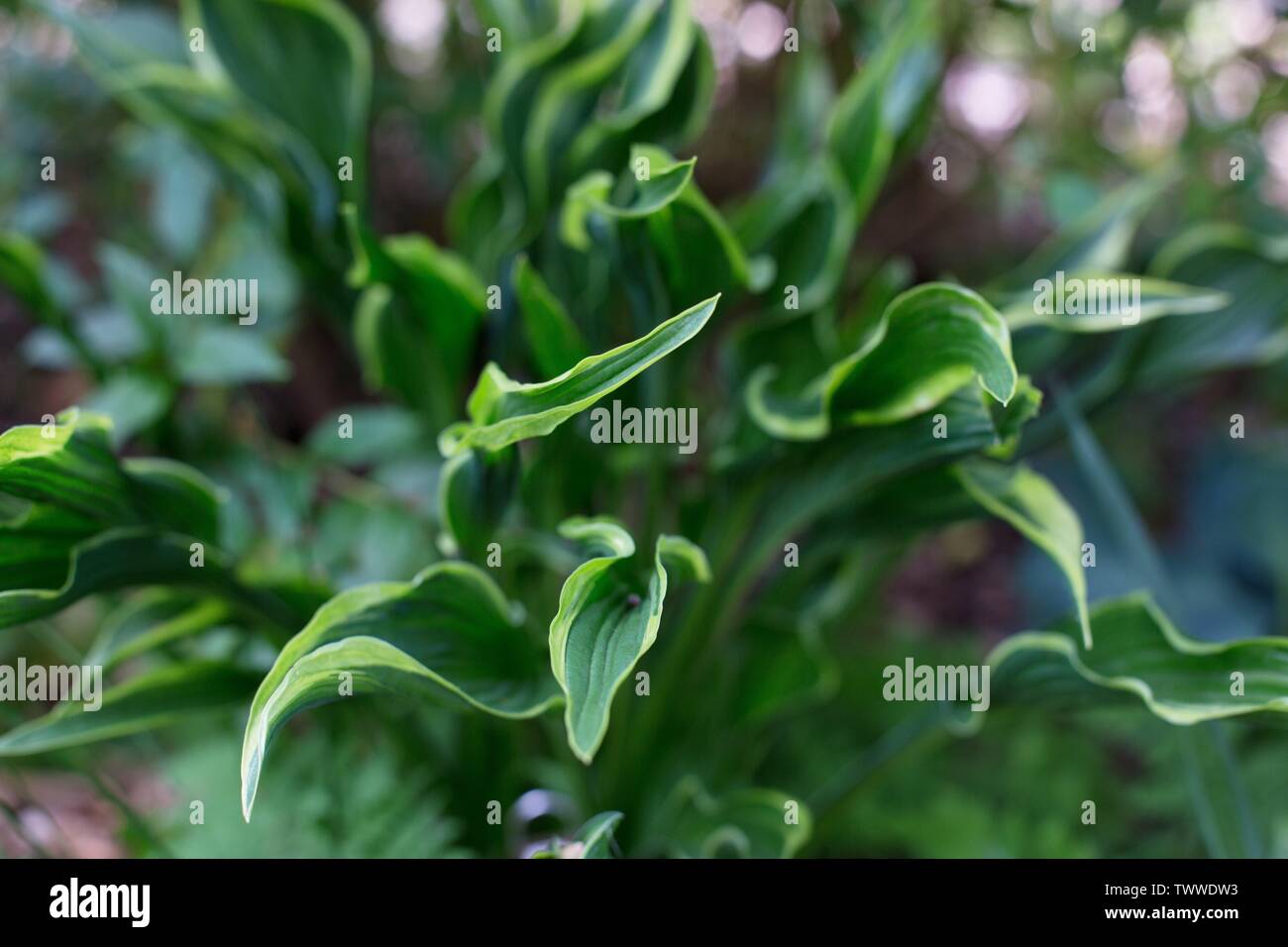 Hosta 'Praying Hands' plant Stock Photo - Alamy