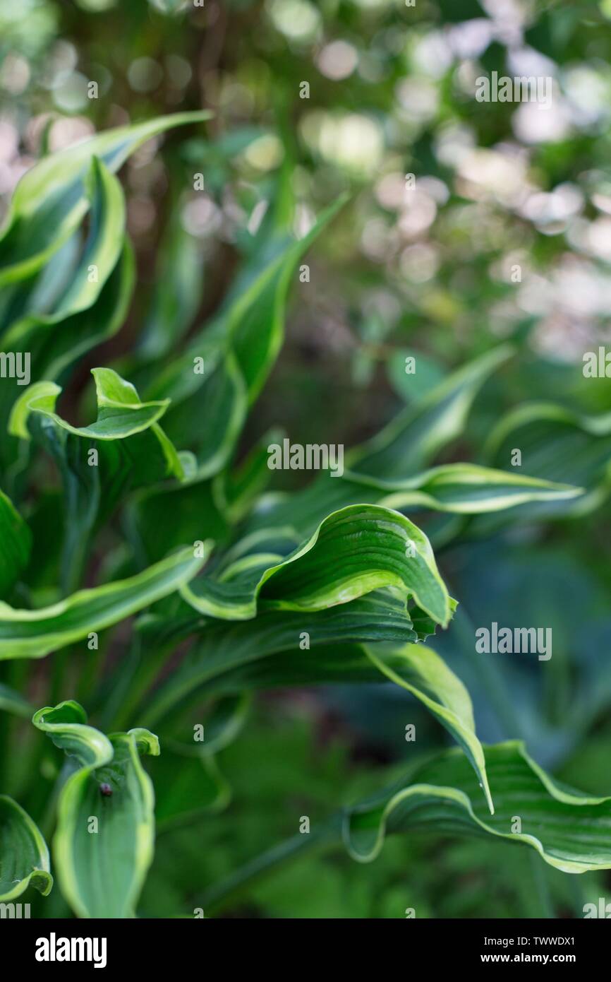Hosta 'Praying Hands' plant Stock Photo - Alamy