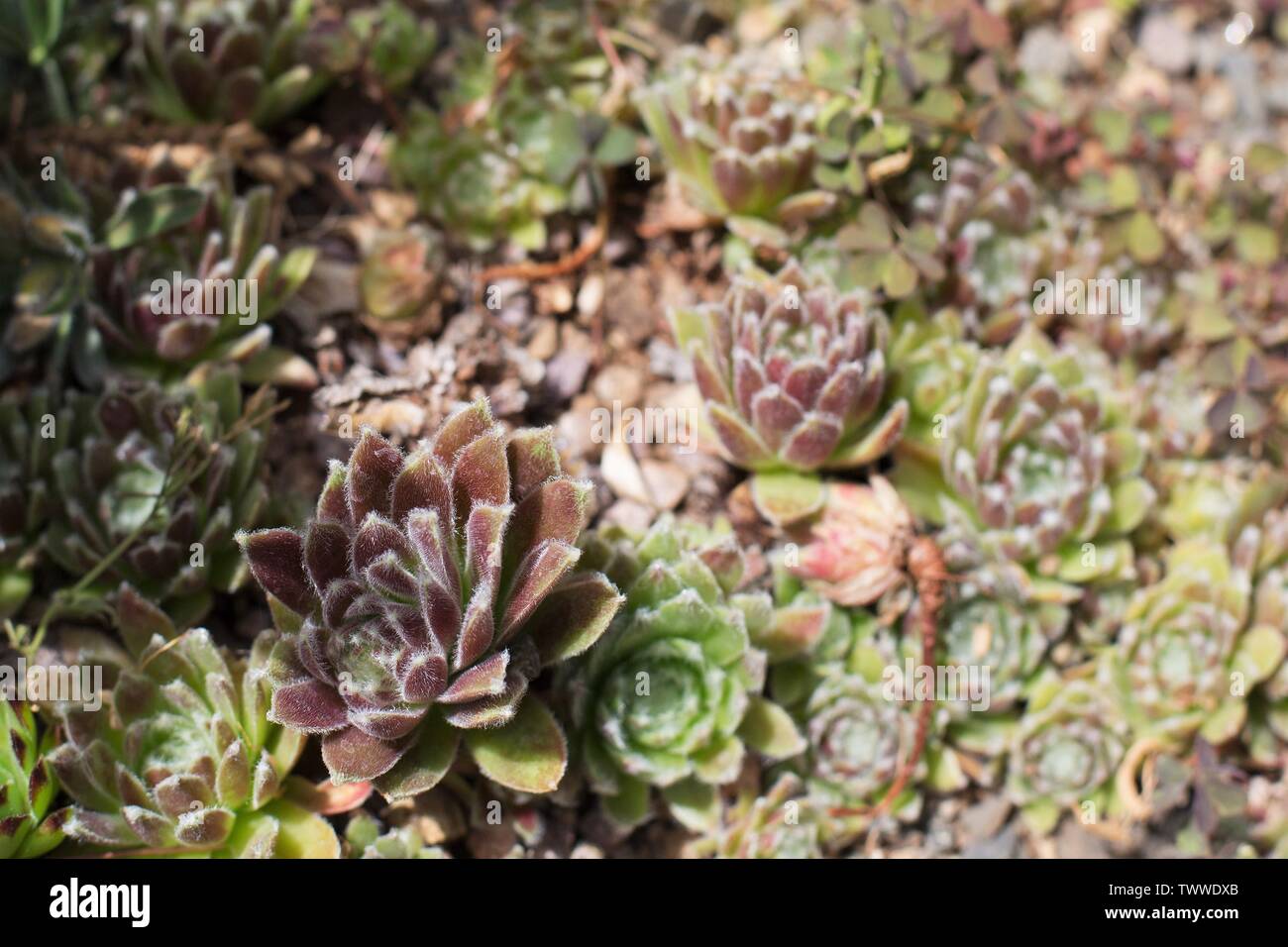 Sempervivum 'icicle' plant Stock Photo - Alamy