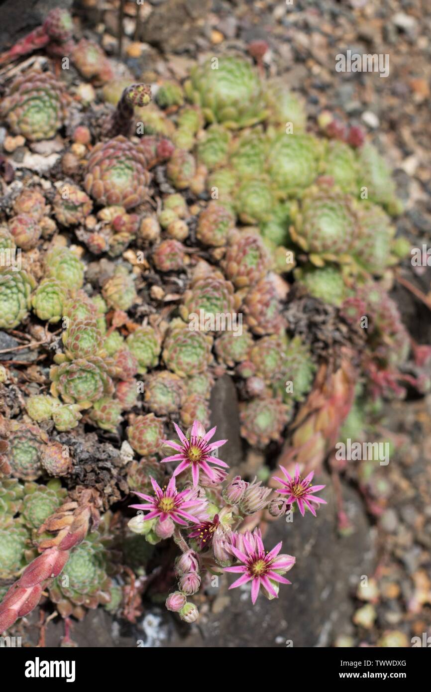 Sempervivum 'Pacific Zoftic', flowering Stock Photo - Alamy