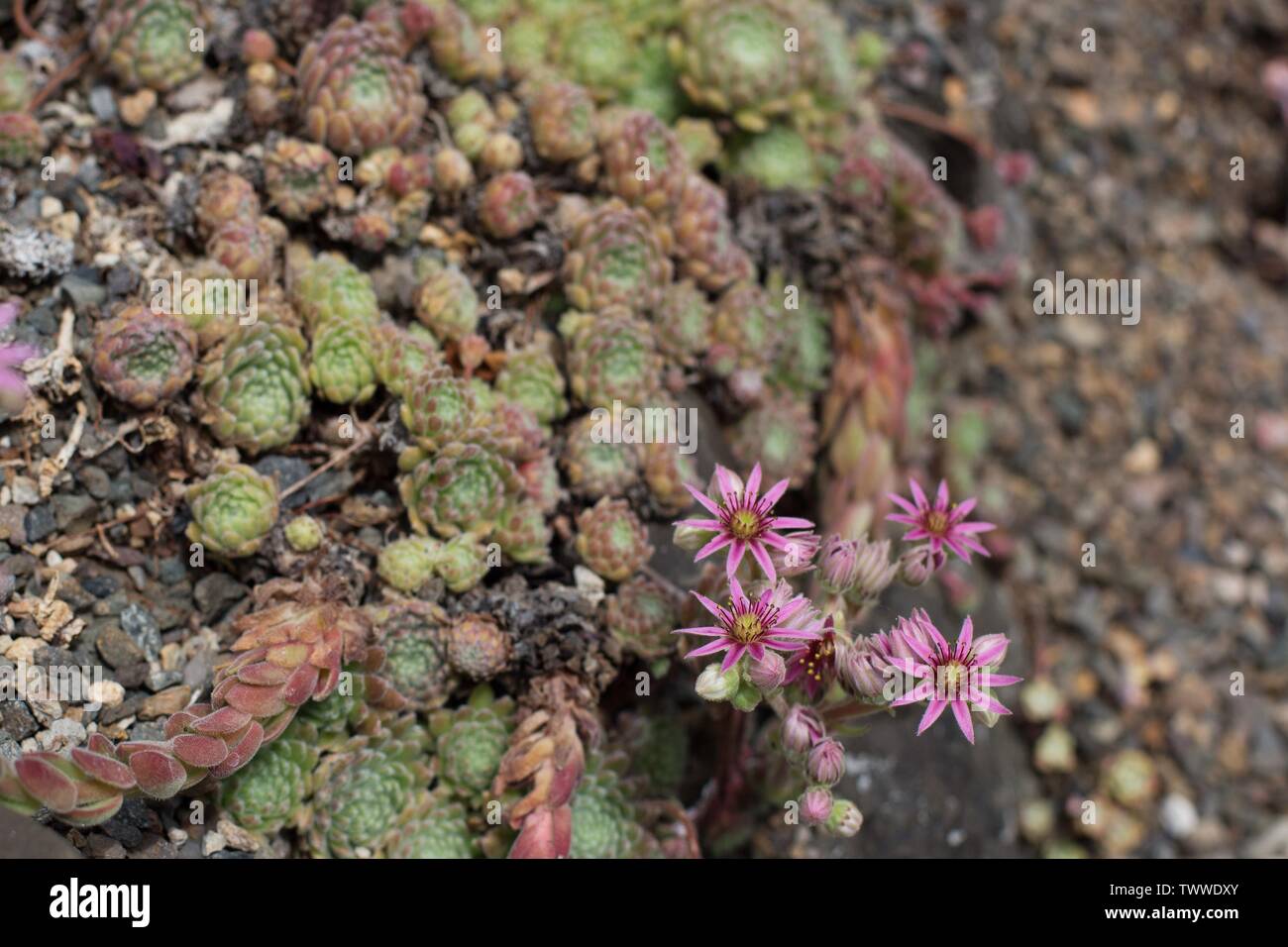 Sempervivum 'Pacific Zoftic', flowering Stock Photo - Alamy
