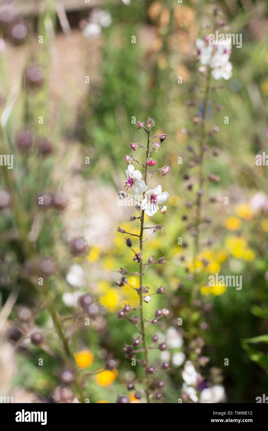Verbascum blattaria, also known as Moth Mullein flowers Stock Photo - Alamy
