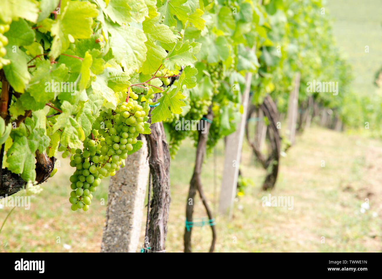 bunch of green unripe grapes in vineyard Stock Photo - Alamy