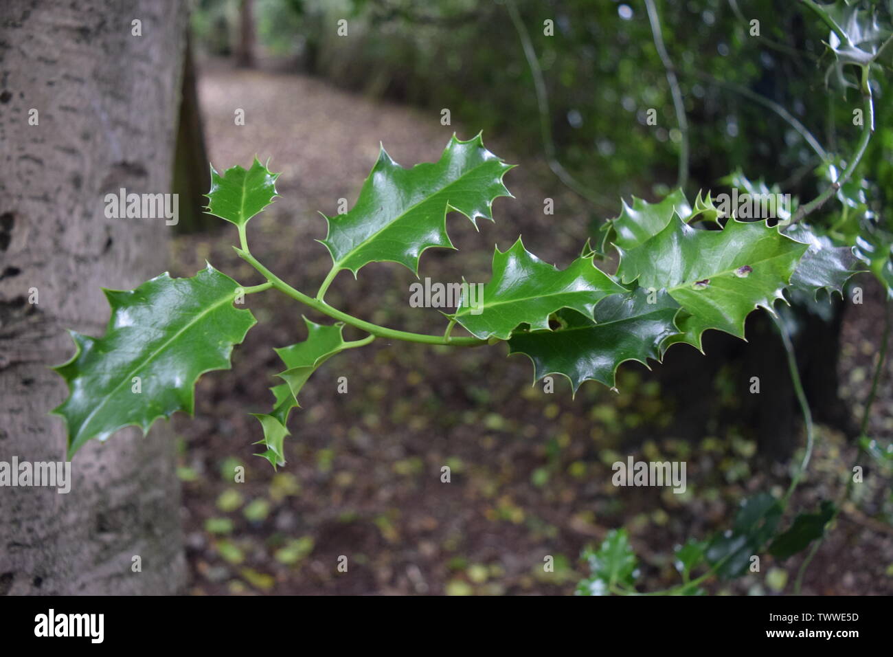 Trees at Tatton park Stock Photo - Alamy