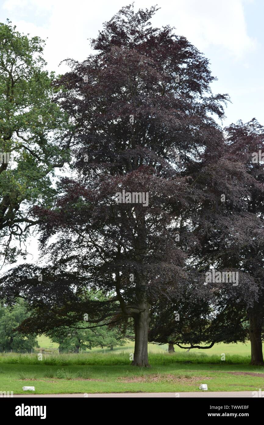 British trees hi-res stock photography and images - Alamy