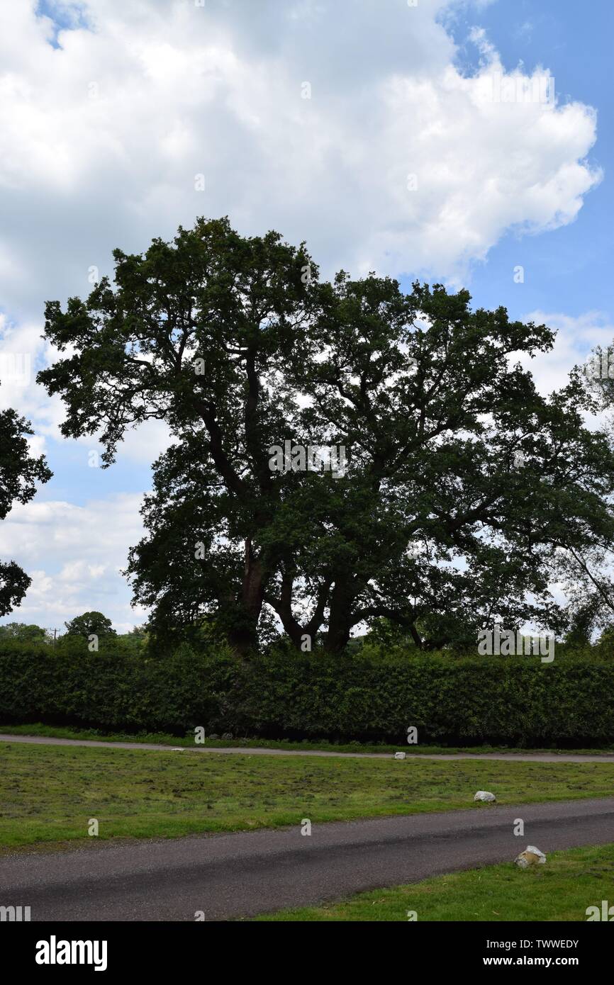 Trees at Tatton park Stock Photo - Alamy