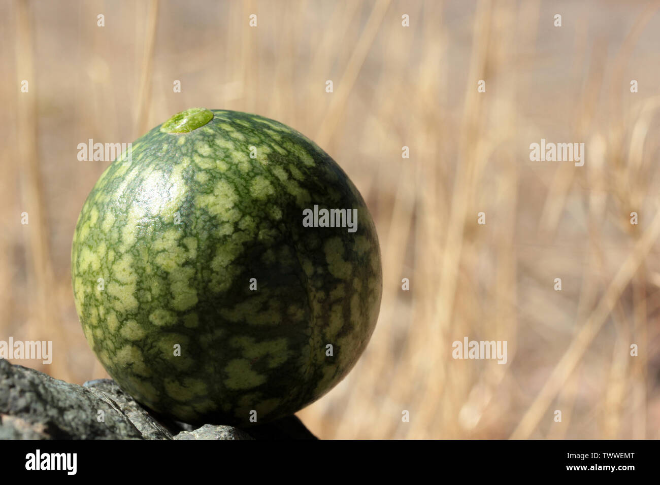 Rock melon farm hi-res stock photography and images - Alamy