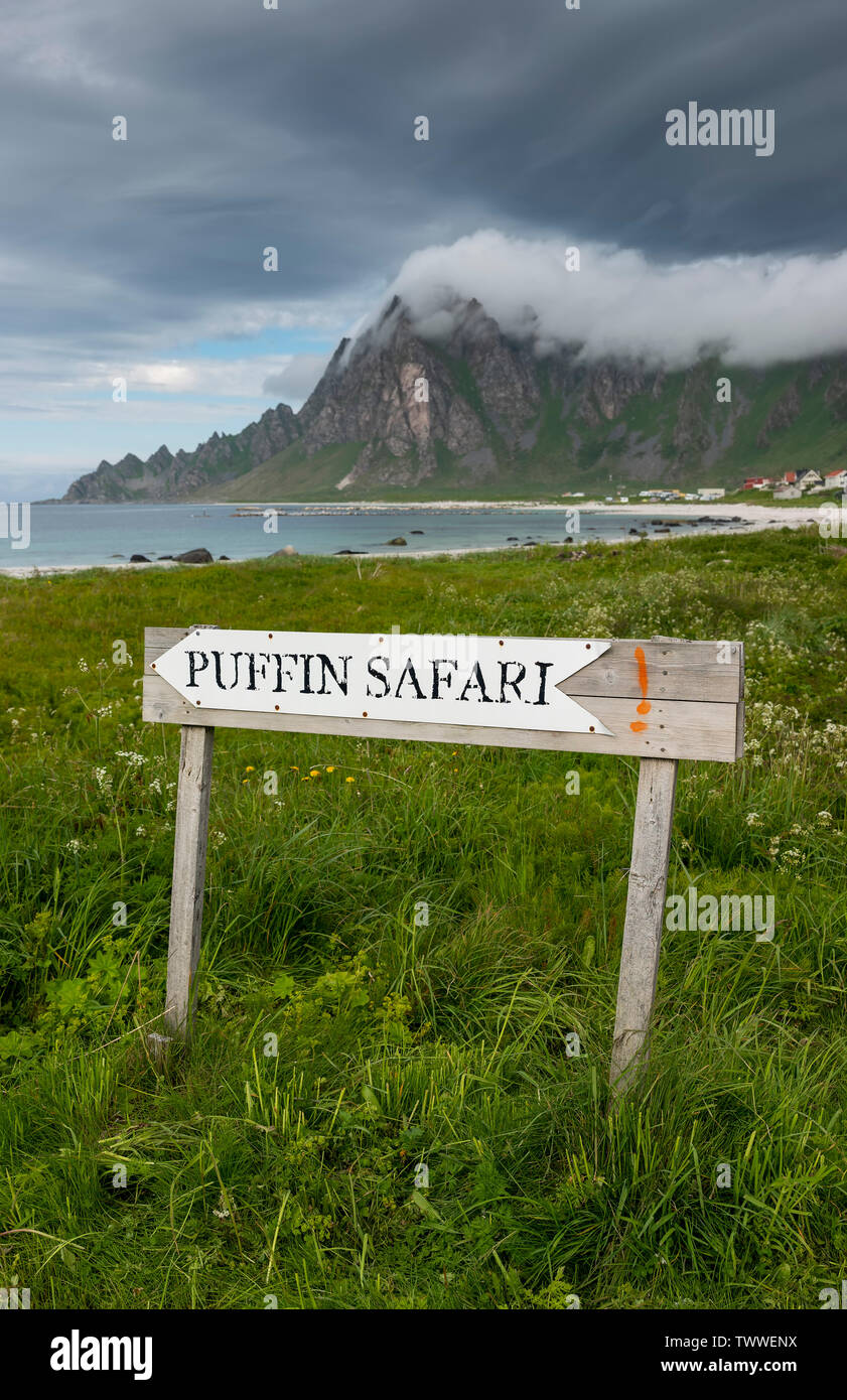 Puffin safari tourist attraction at Bleik, Andenes, Vesteralen, Andoya ...