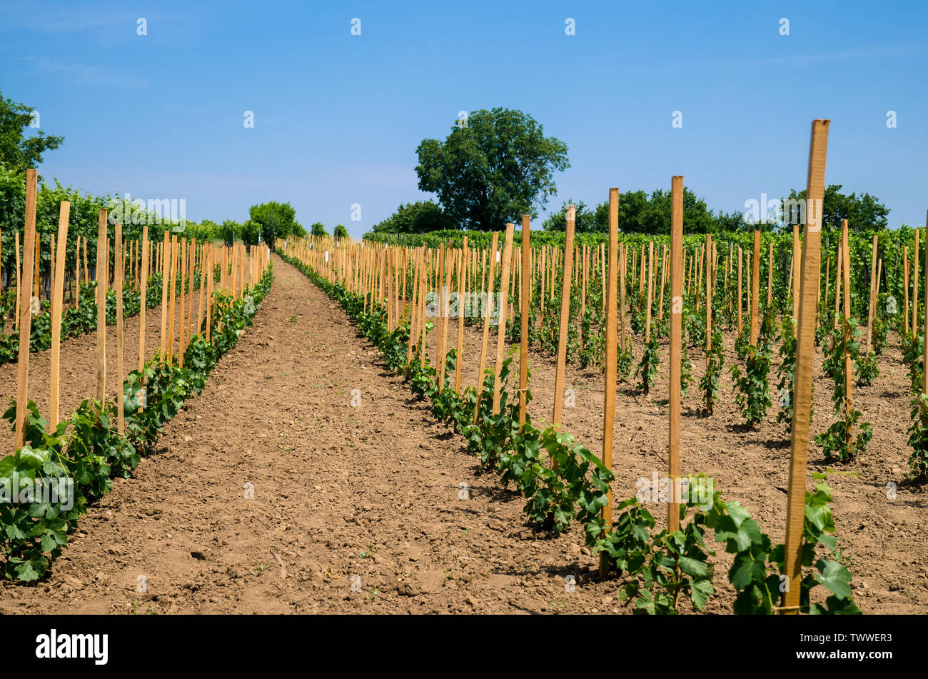 row of small young plants of green vineyard Stock Photo - Alamy