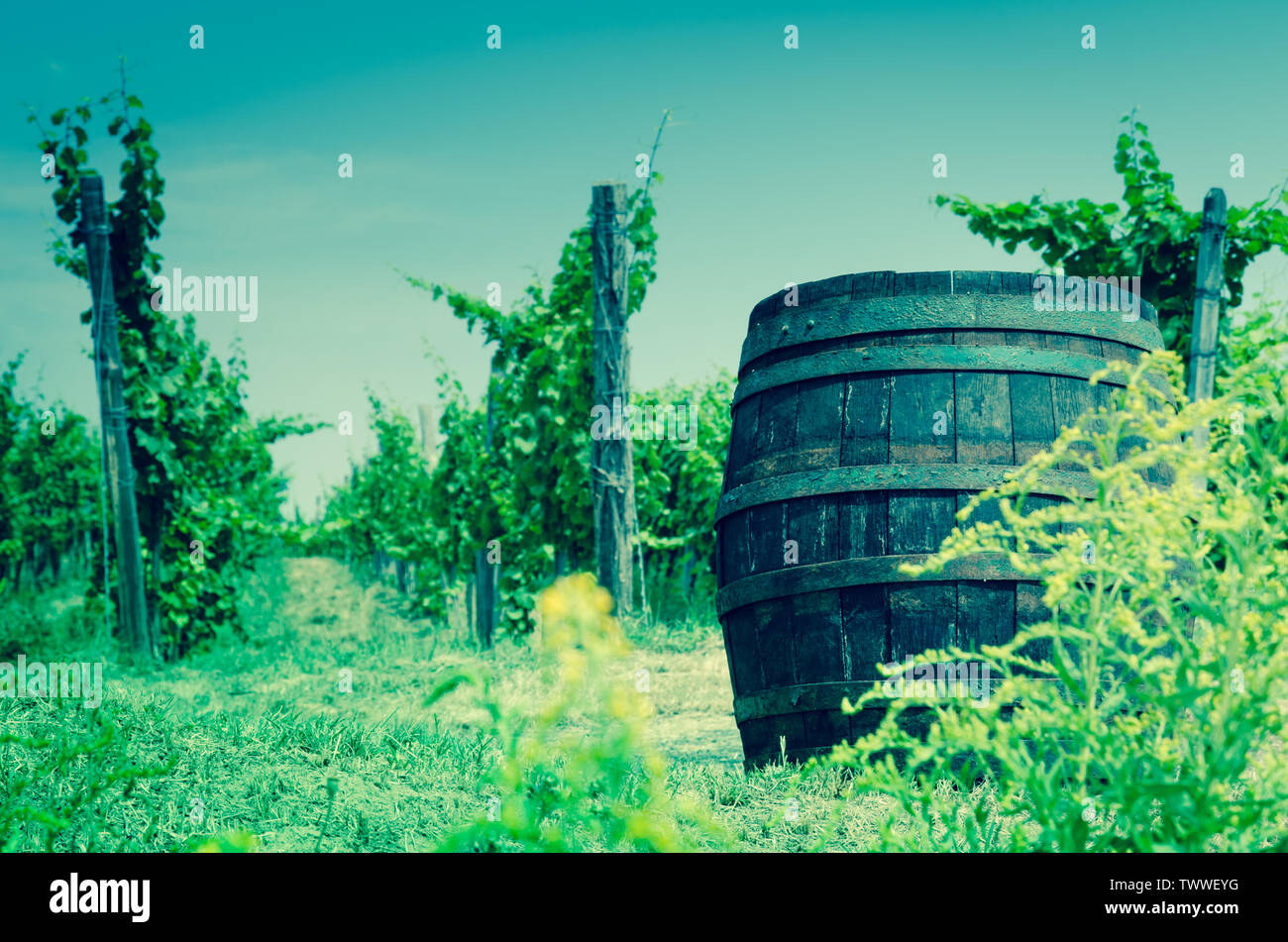 Wine grape harvest night hi-res stock photography and images - Alamy