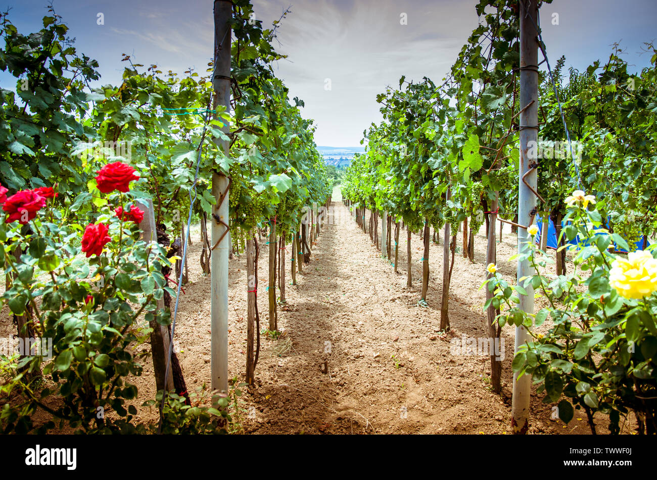 Rose in vineyard hi-res stock photography and images - Alamy