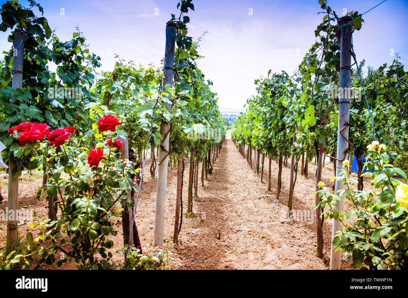 Row plants green vineyard hi-res stock photography and images - Alamy