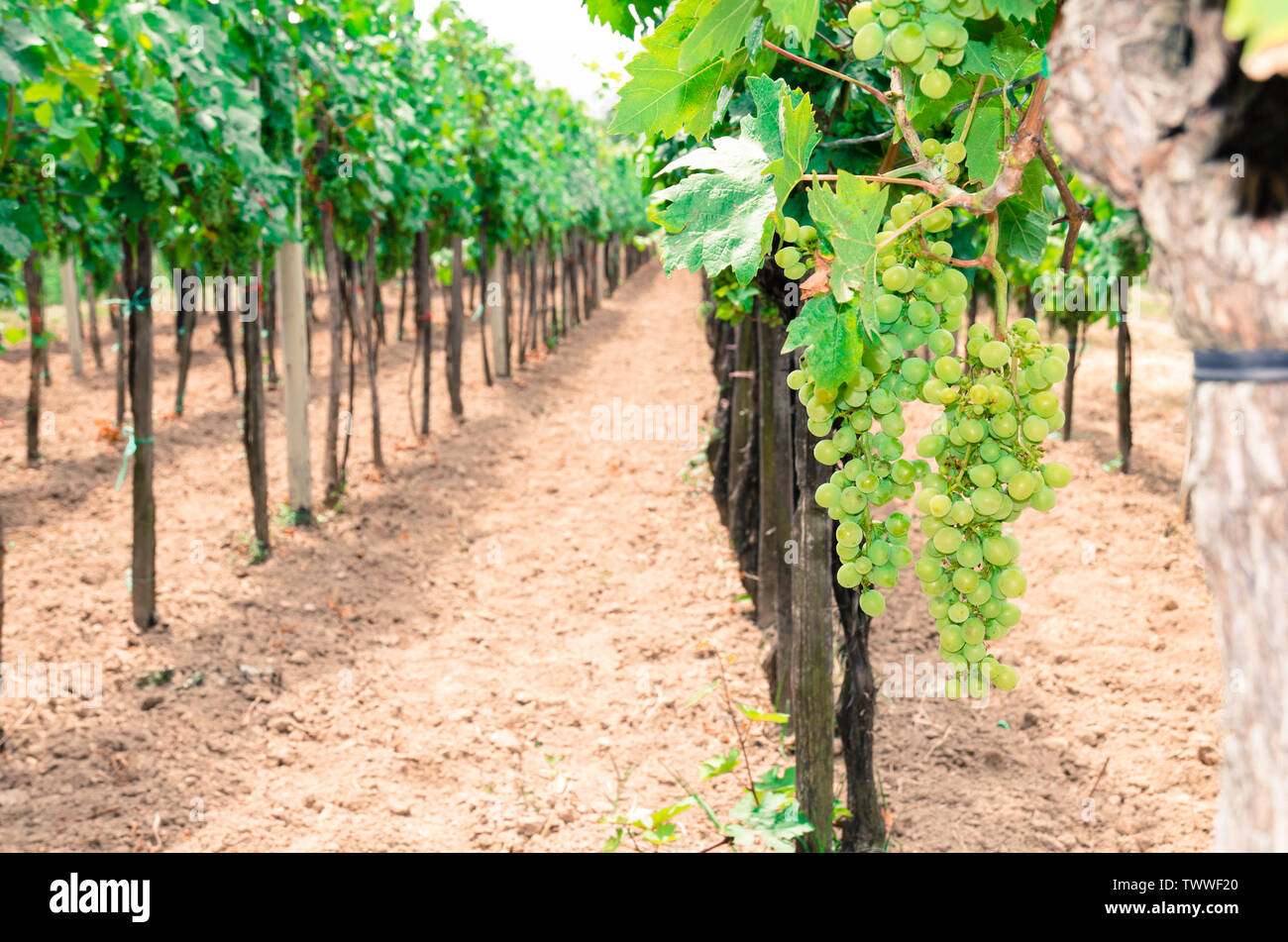 Grape vineyard tour hi-res stock photography and images - Alamy