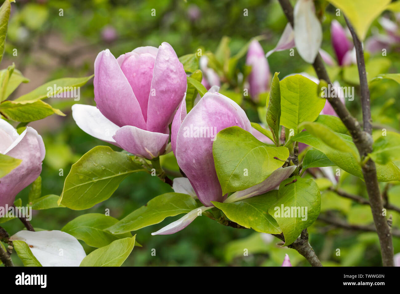 English blooms hi-res stock photography and images - Alamy