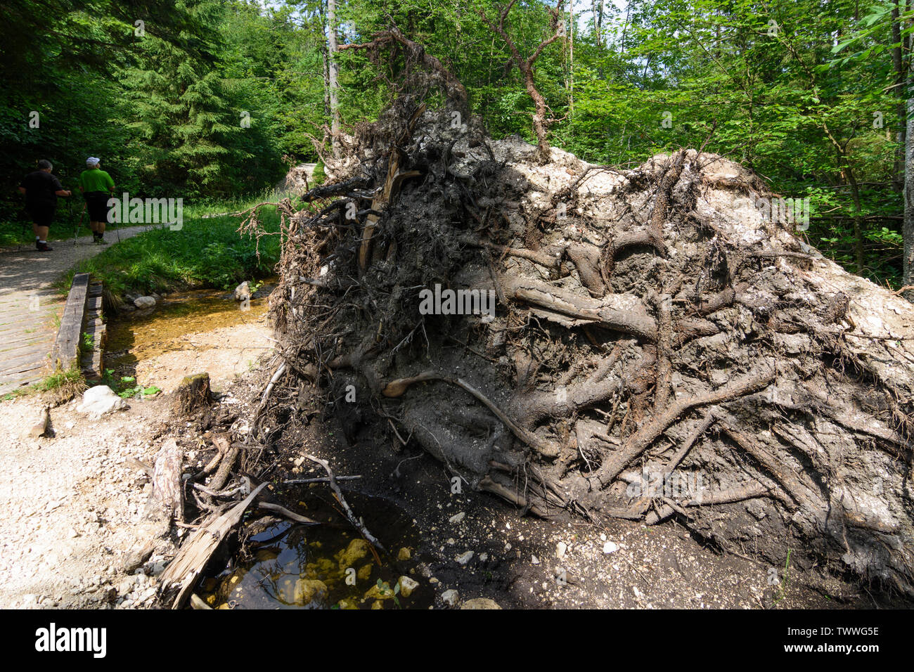 Altmünster: overturned shallow-root tree at lake Taferlklaussee ...