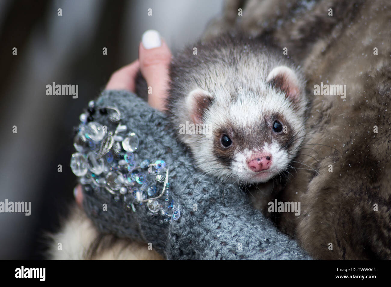 Woman with ferret hi-res stock photography and images - Alamy