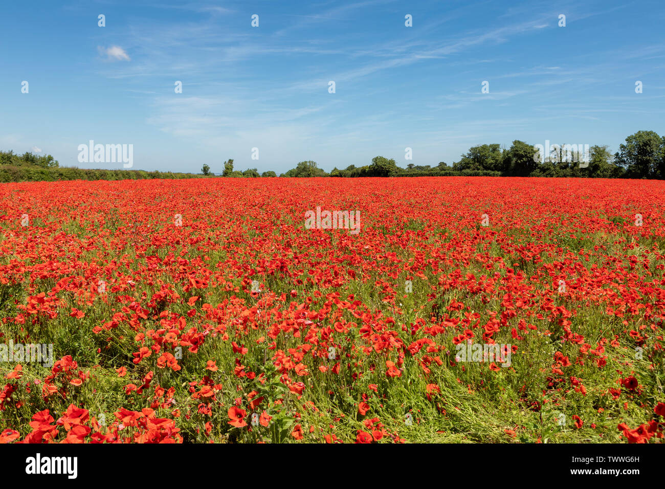 A field of wild Poppies Stock Photo - Alamy