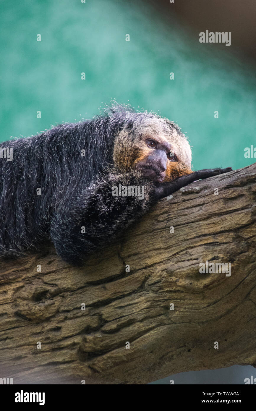 Muscular monkey in Helsinki Zoo Stock Photo - Alamy