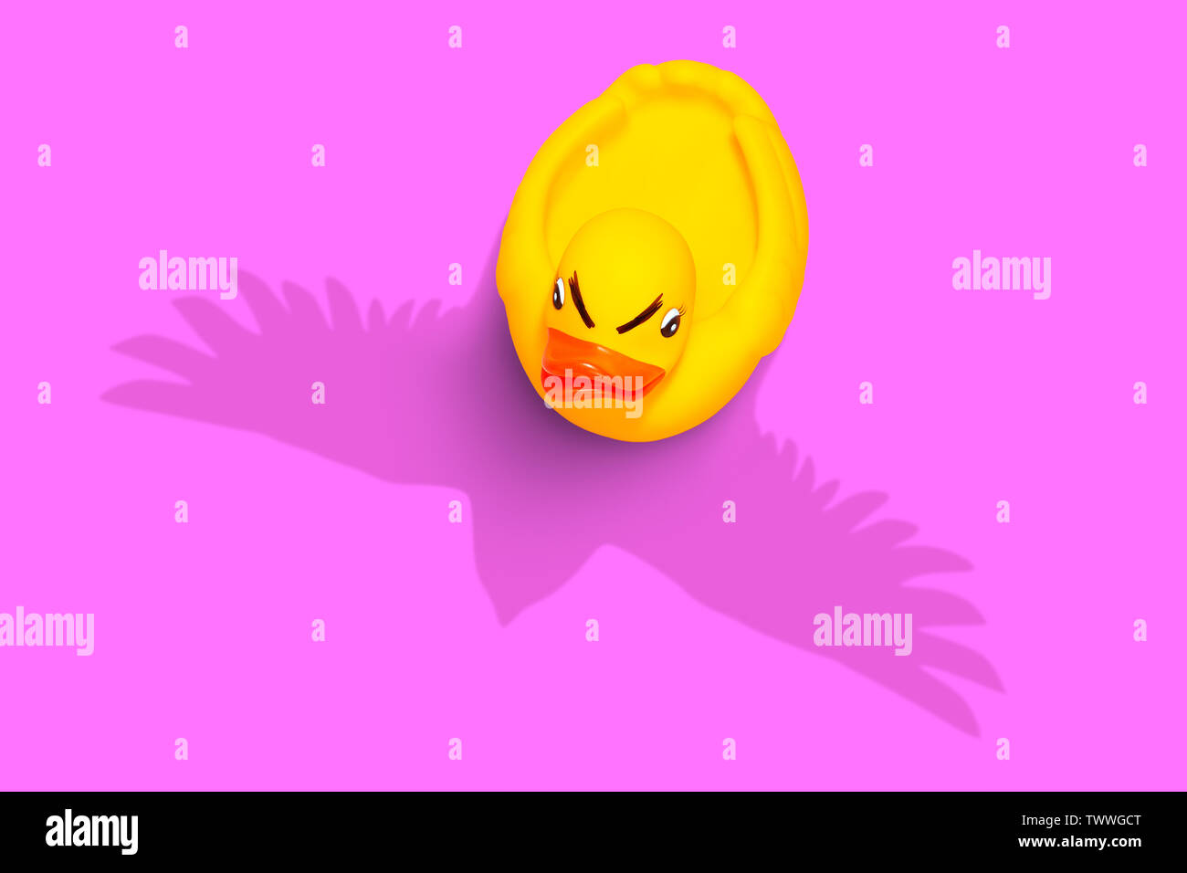 Ambitious toy duck with painted eyebrows and the shadow of a bird of ...