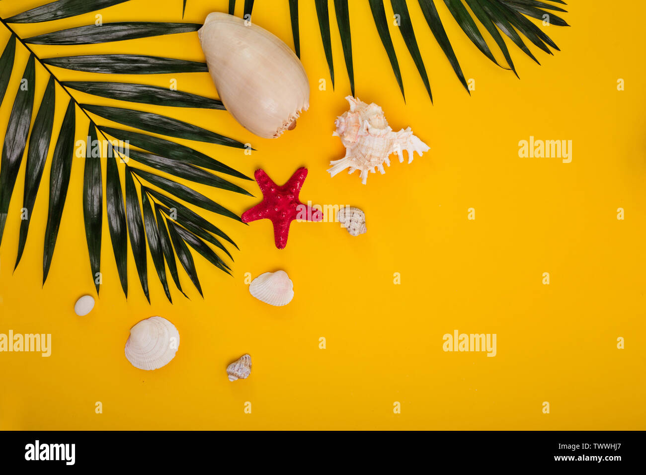 Tropical bright colorful background with sea shells and starfish Stock ...