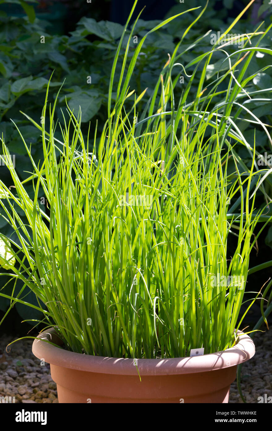 Growing onions in pots hi-res stock photography and images - Alamy