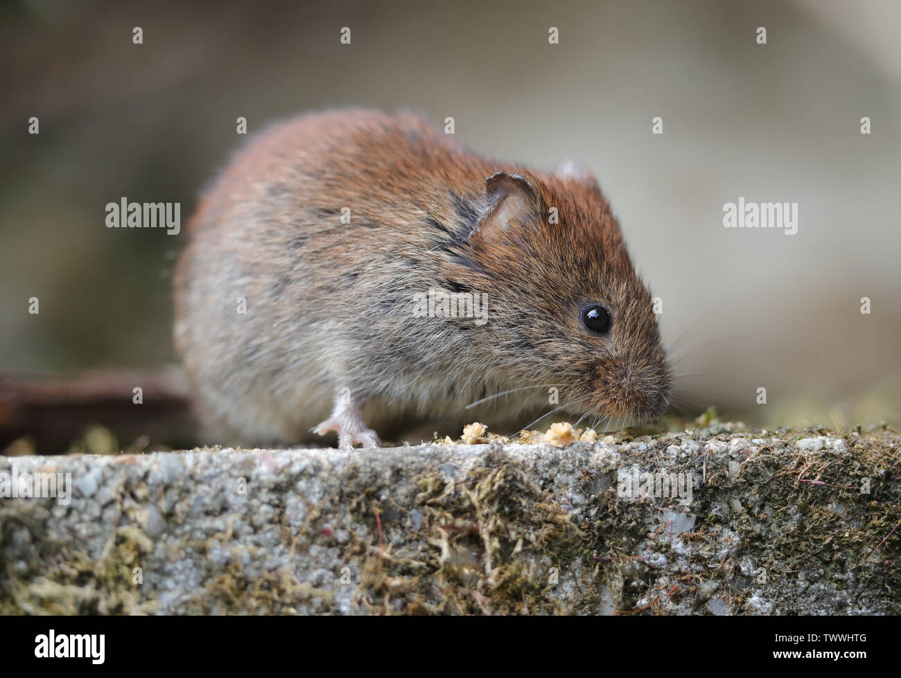 Smallest uk vole hi-res stock photography and images - Alamy