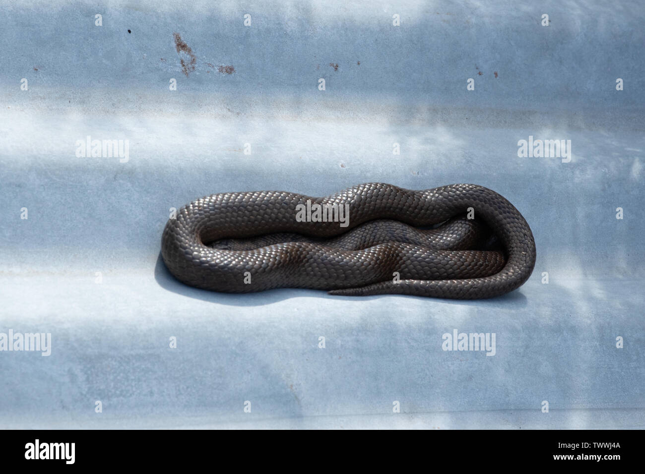 Snake coronella austriaca on english hi-res stock photography and ...