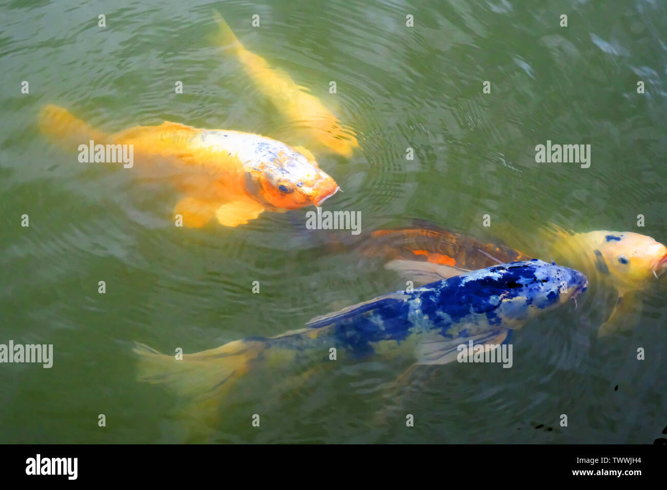 Group of Koi Carp feeding - John Gollop Stock Photo - Alamy