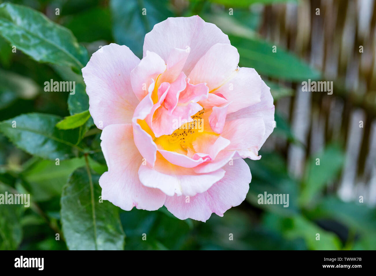 Soft focus pink rose flower hi-res stock photography and images - Alamy