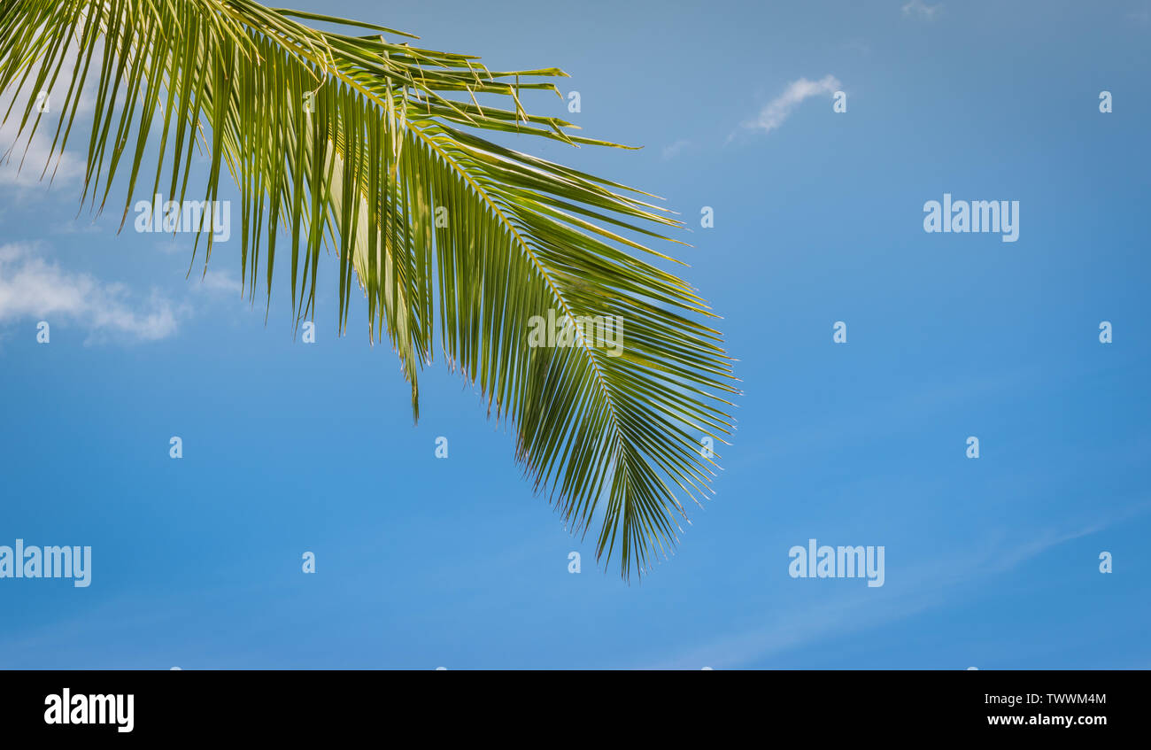 Green coconut palm tree leaf against blue sky. Tropical background ... Green coconut palm tree leaf against blue sky. Tropical background ...